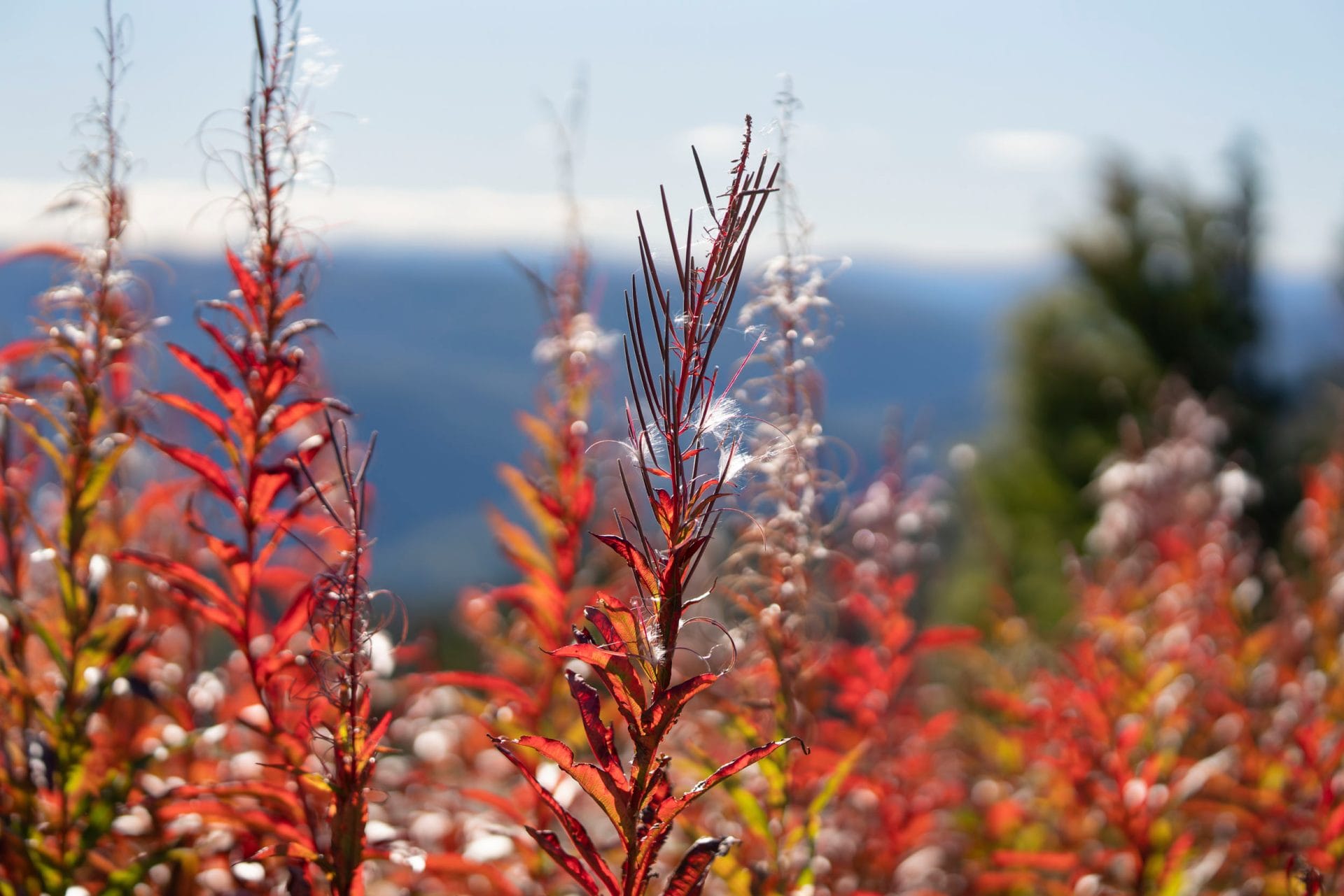Hyttetomter Tempelseter – Ålhytta tomteområder